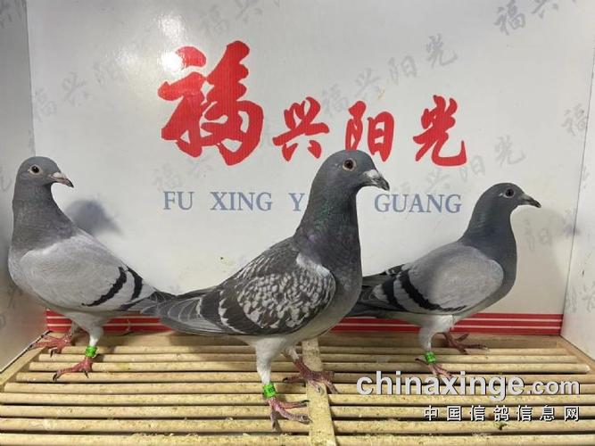 唐山阳光公棚参赛费