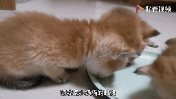 喵崽视频图标