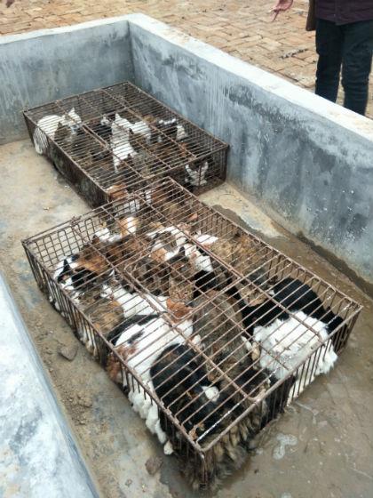 猫养殖场图标