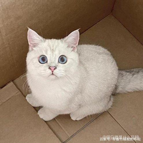 美短渐变银白色截图