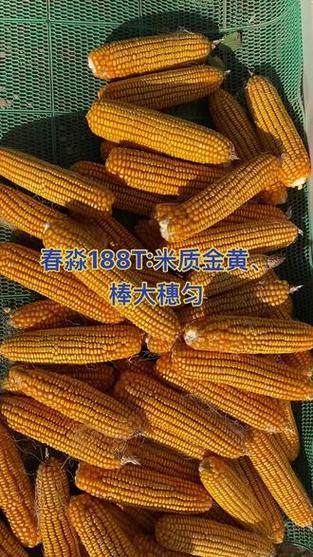 特大棒188玉米种截图