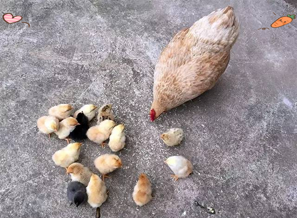 小鸡孵化破壳到出壳多长时间图标