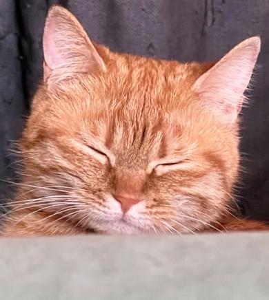 全橘猫图标