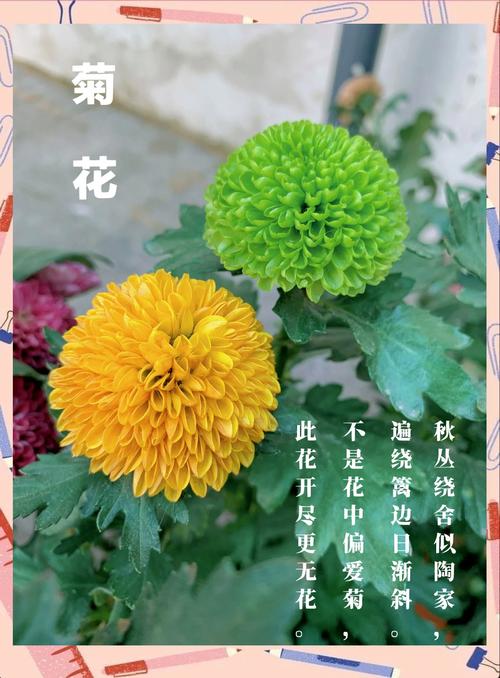 菊花版图标