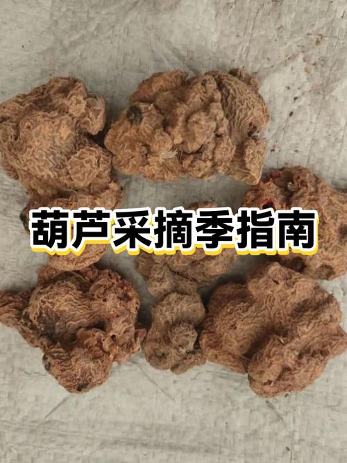 葫芦不长葫芦怎么办图标