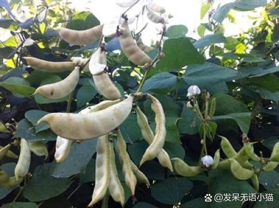 动短如豆截图