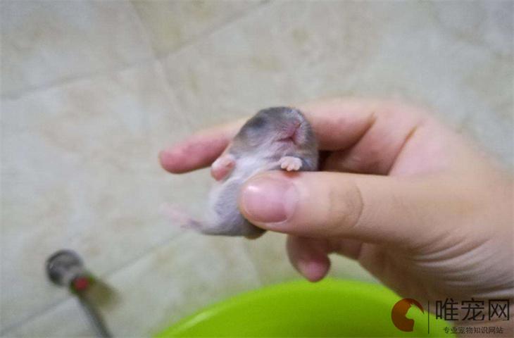 一般仓鼠多少度会冻死图标
