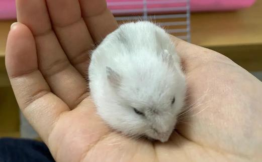 被仓鼠咬了第二天仓鼠死了图标