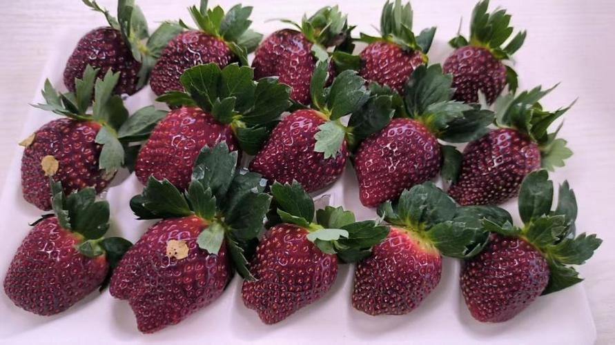 黑草莓的功效与作用缩略图