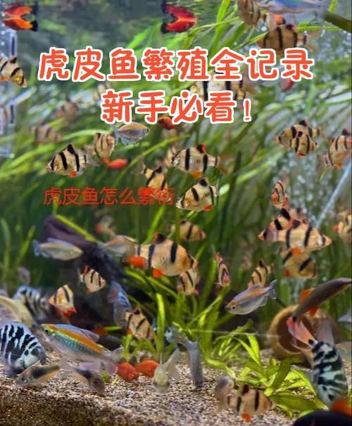 鱼繁殖的全过程视频图标