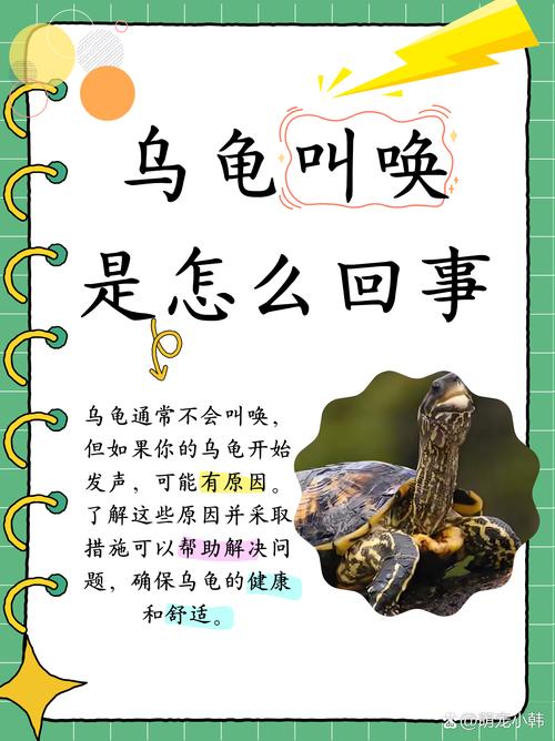 乌龟为啥会叫唤图标