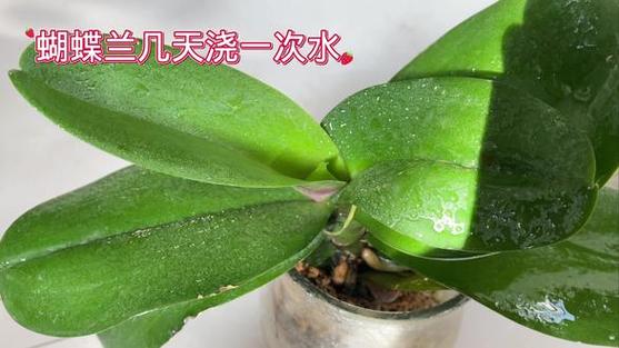 蝴蝶兰几天浇一次水图标