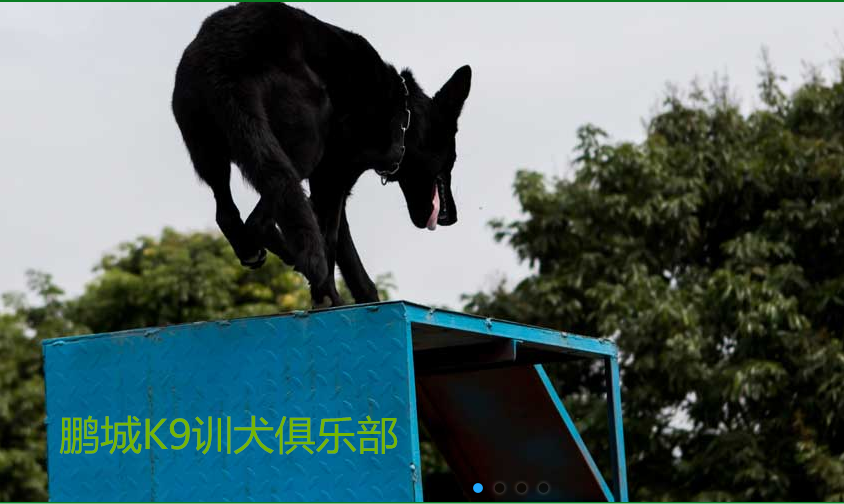 训狗师培训机构图标