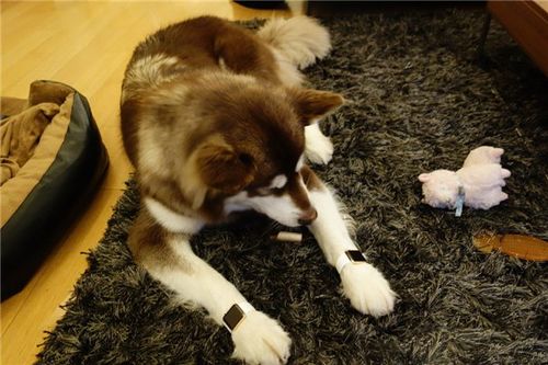 狗带Tv图标