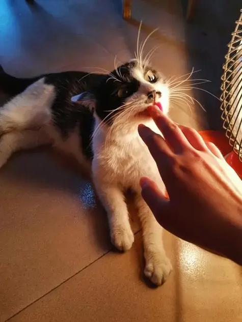 猫猫呼吸急促截图