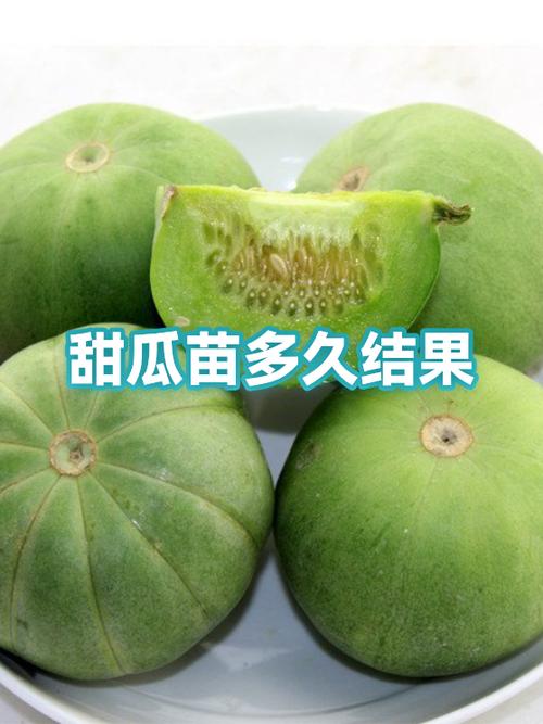 甜瓜种子哪个品种最好图标