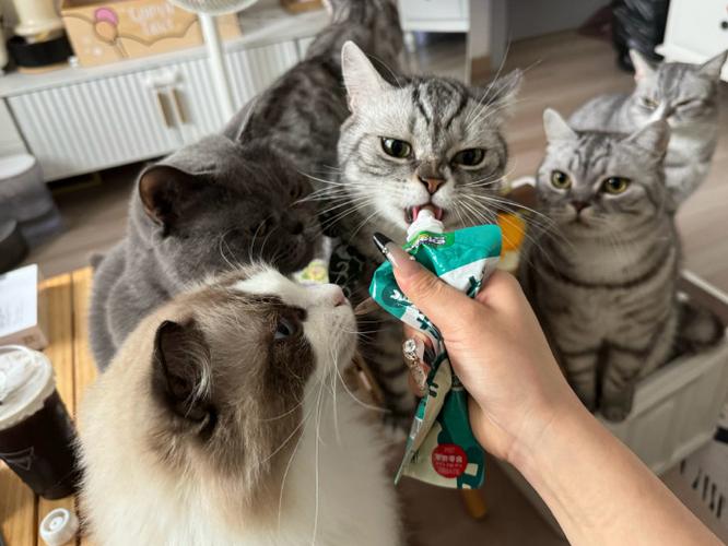 猫能吃奶茶的奶盖吗图标