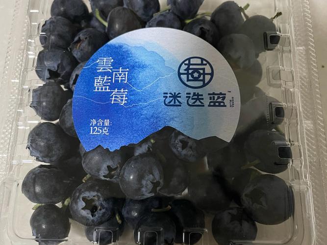 云蓝蓝莓品种介绍图标