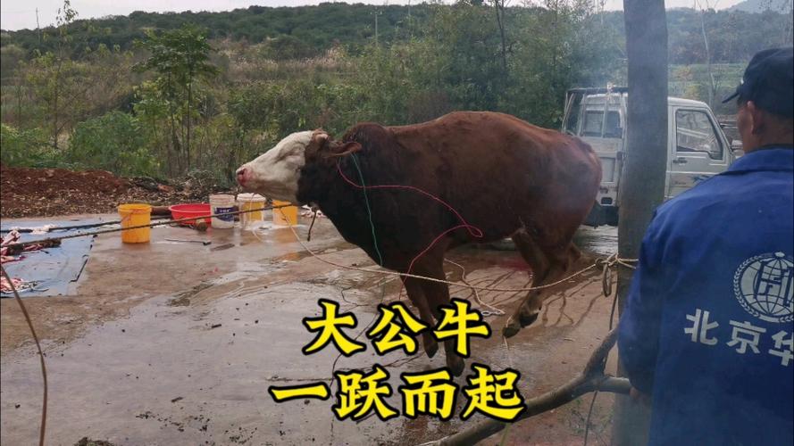小黑牛被大公牛追赶图标