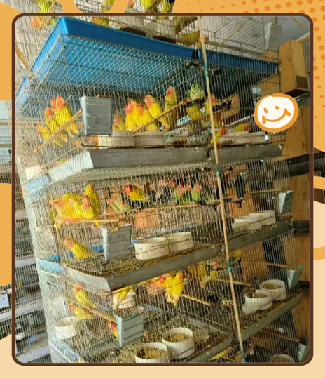 养殖鹦鹉的市场前景图标