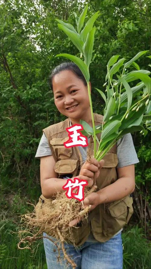 玉竹长什么样子和图片截图