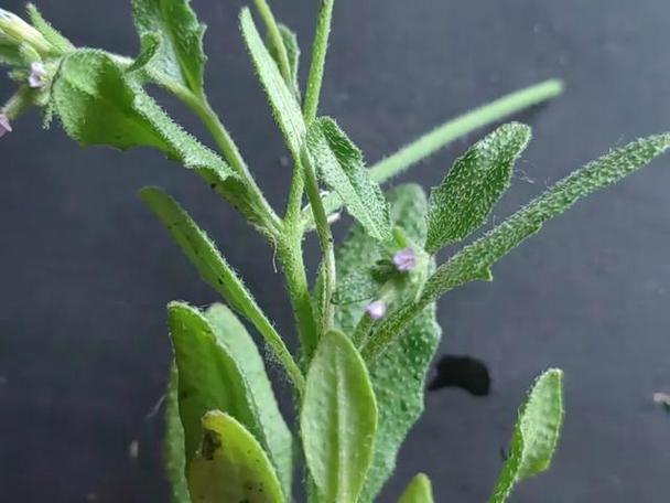 麦拉拉菜学名截图
