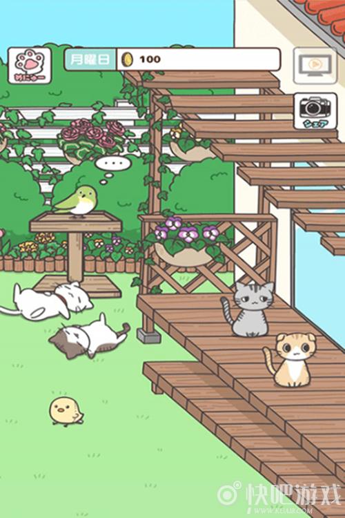 养猫的趣味游戏截图