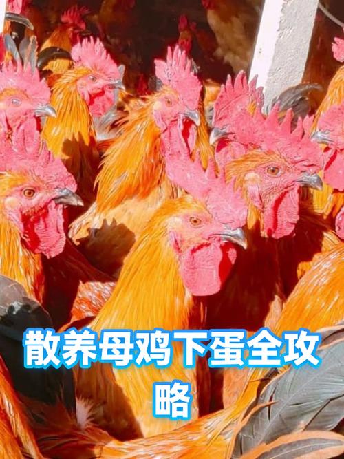 母鸡下蛋原叫声图标
