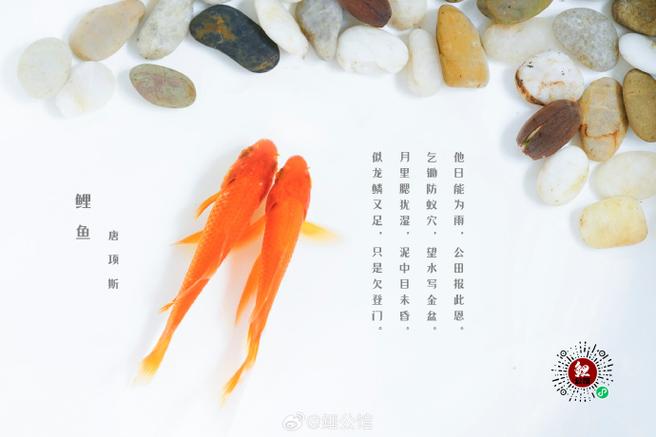关于锦鲤的文案图标