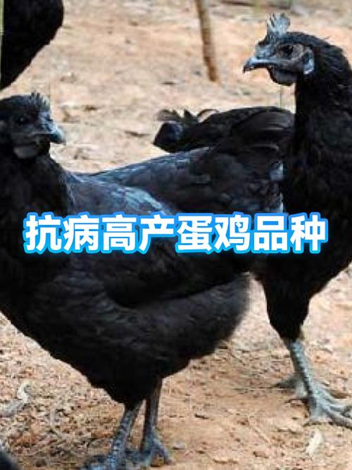 最高产蛋鸡第一名图标