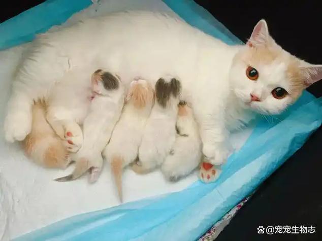 一招让猫不怀孕图标
