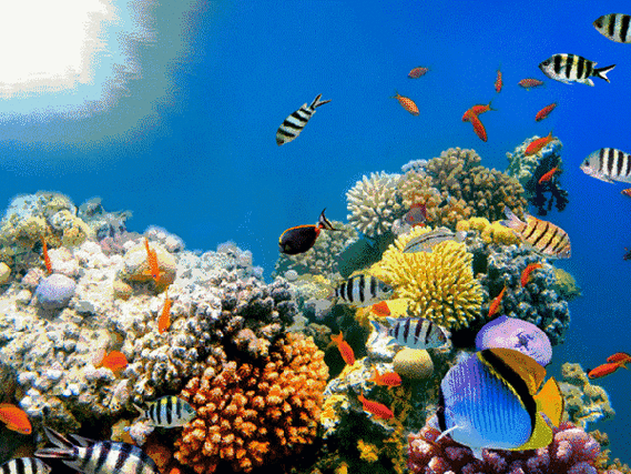 3D海底世界动态壁纸图标