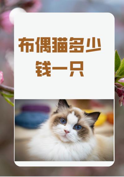 布偶猫500元能买一只吗图标