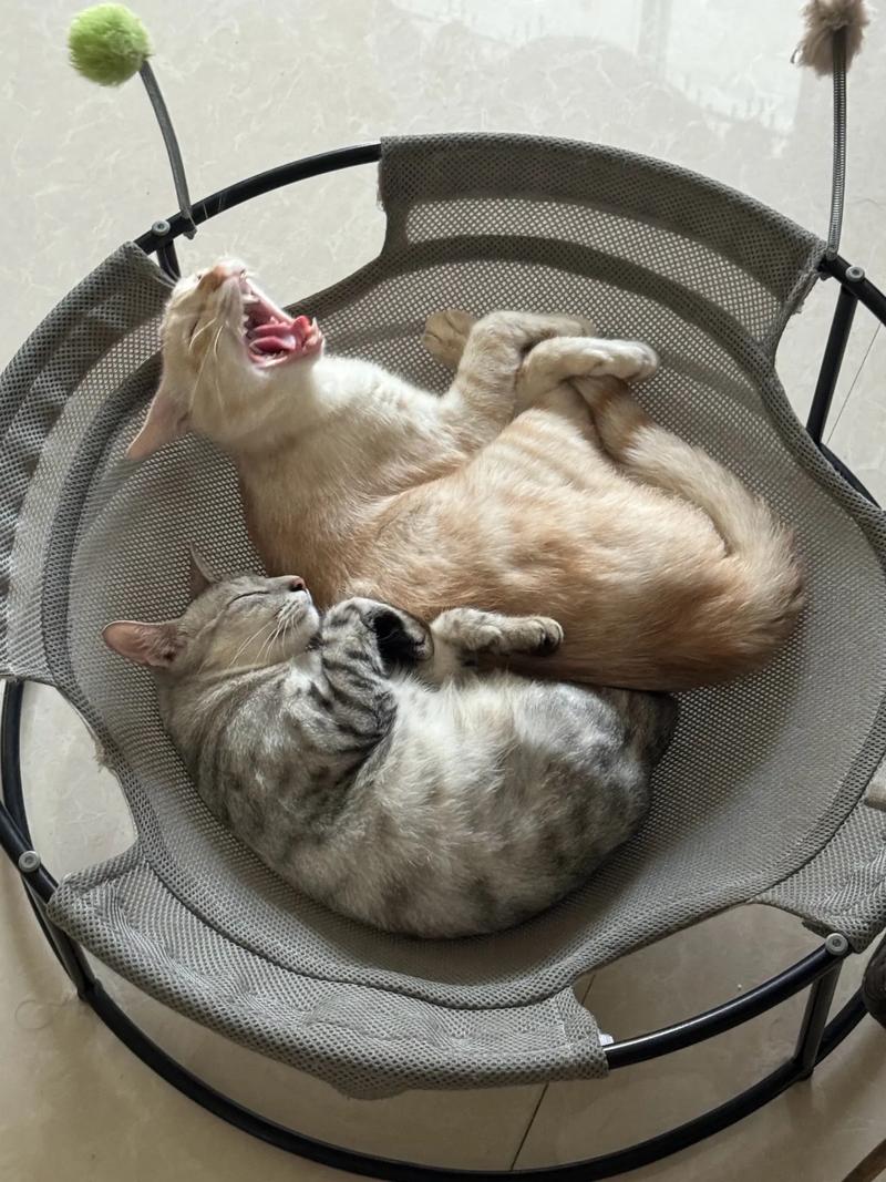 高等猫派图标