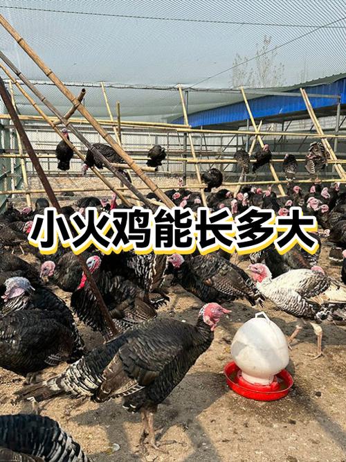火鸡品种介绍截图