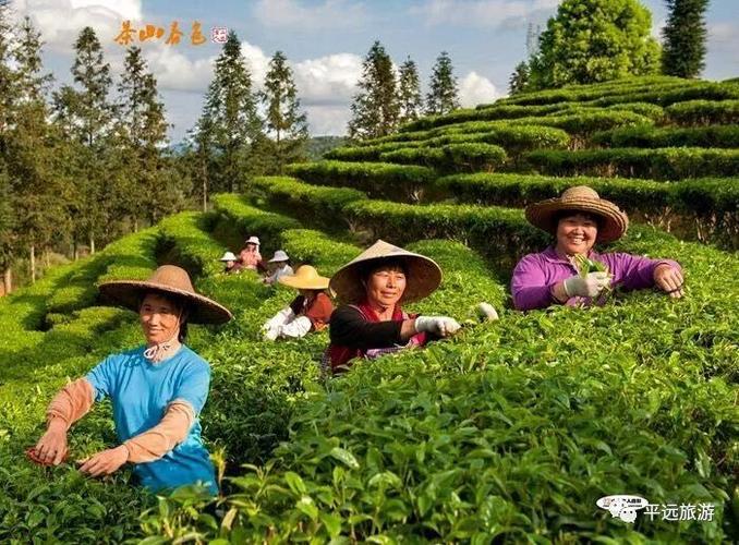 客家茶香的全部视频