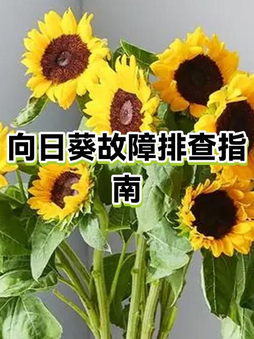 向日葵重启以后上不了线了