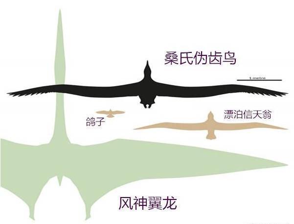 翼龙的资料图标
