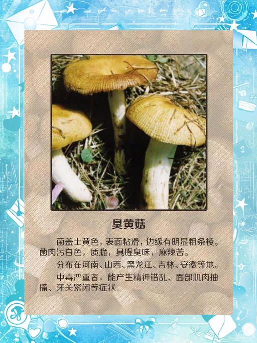 各种蘑菇图片及名称截图