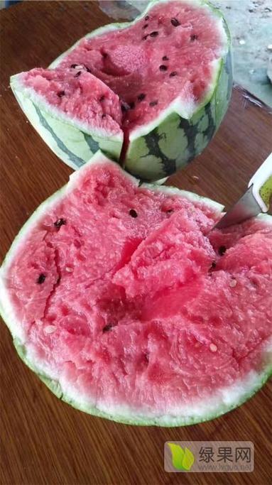 西瓜品种8424图标