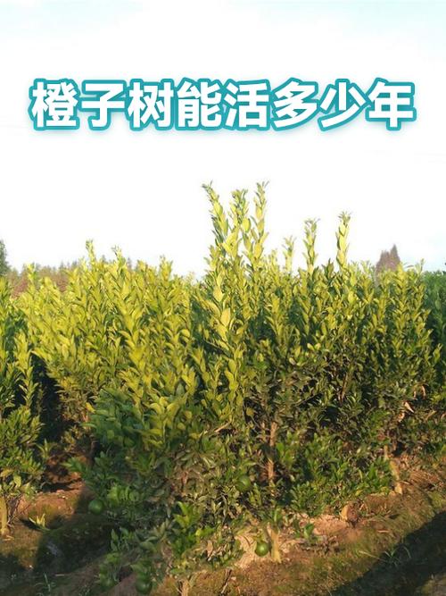 脐橙树寿命一般多少年图标