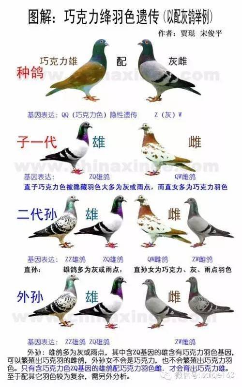 羽毛球白色好还是黑色好图标
