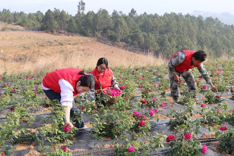 玫瑰花养殖基地截图