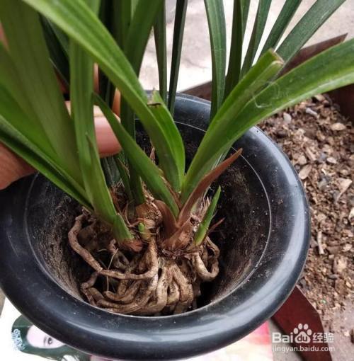 刚买的兰花种植方法截图