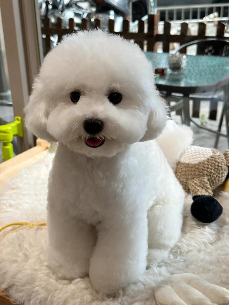 正宗比熊犬图片游戏截图