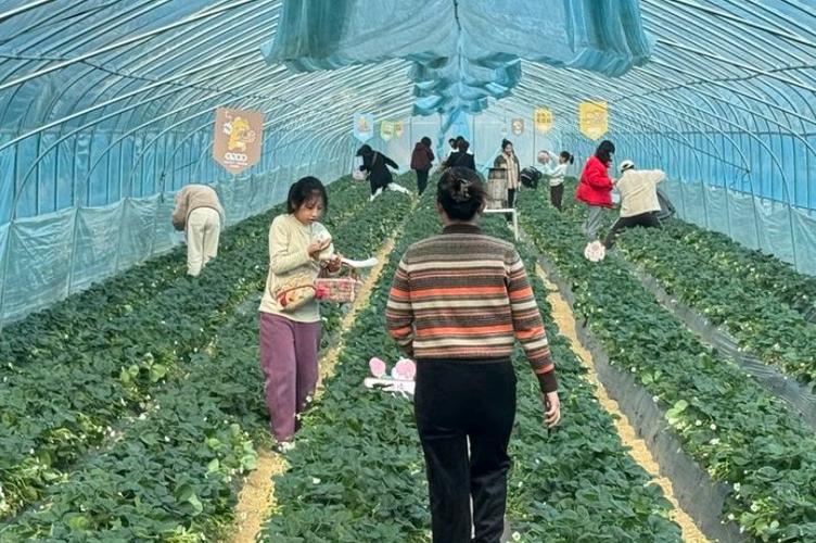 采摘草莓的标题宣传图标