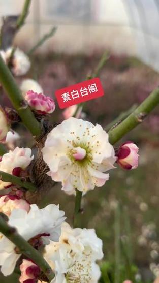 白色梅花是什么品种