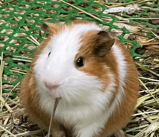 荷兰区块猪最新情况图标