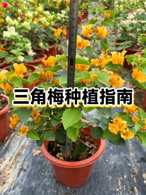 三角梅的种植方法和时间截图