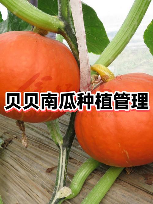 小南瓜种植技术与管理视频截图